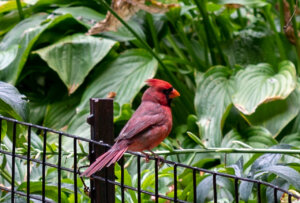 Hope Springs Eternal in Upper Manhattan - Traveling with Sweeney